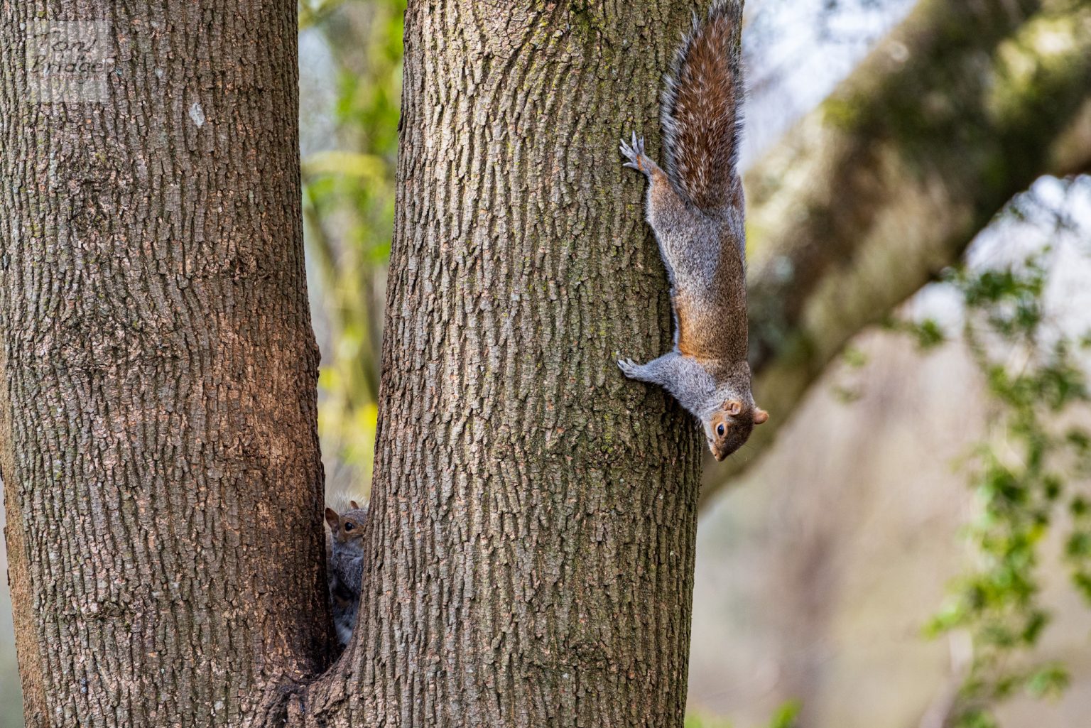 Squirrel hide and seek - Tony Bridge Photography
